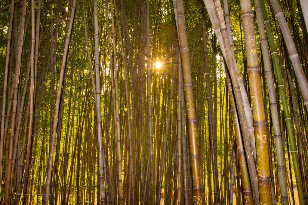 Sunset Through the Bamboo