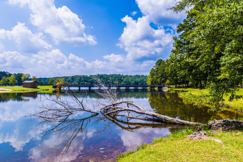 Trees that Grow Horizontally | Picture Birmingham