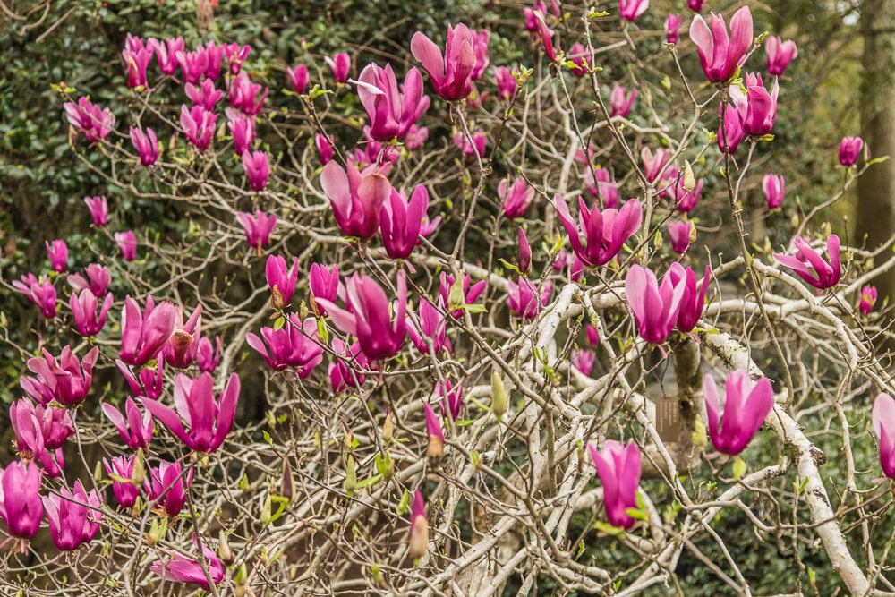 Botanical Gardens in Early Spring | Picture Birmingham