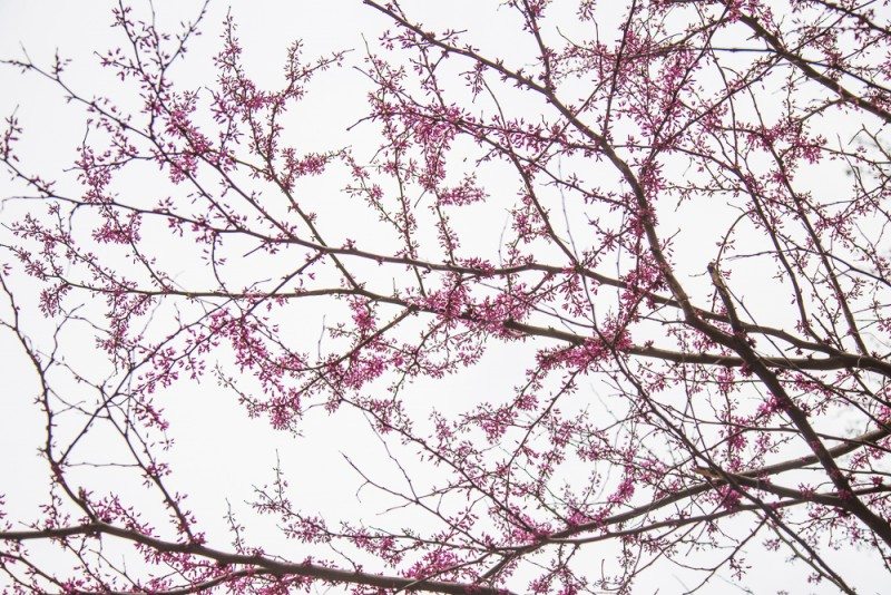 Botanical Gardens in Early Spring | Picture Birmingham