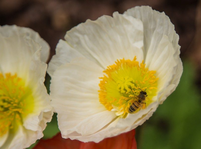 Botanical Gardens in Early Spring | Picture Birmingham