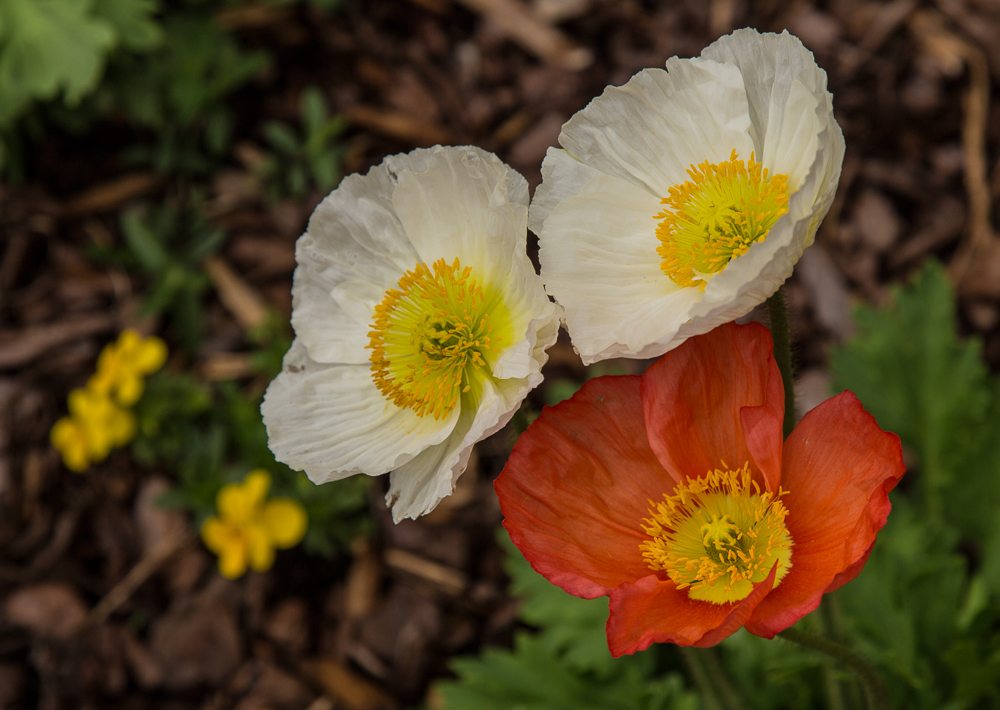 Botanical Gardens in Early Spring | Picture Birmingham