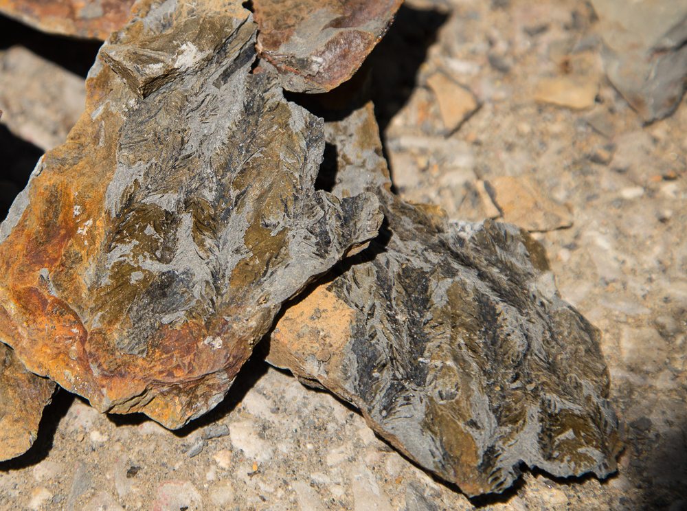 4/7/16 – Fossil Hunting the Cahaba River | Picture Birmingham