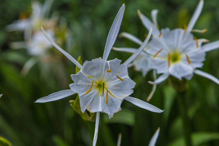 4/29/17 – The Lovely Cahaba Lily | Picture Birmingham