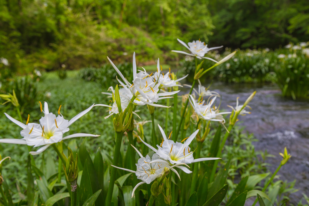 4/29/17 – The Lovely Cahaba Lily | Picture Birmingham