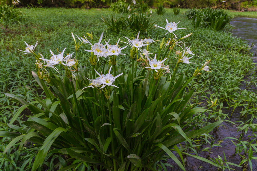 4/29/17 – The Lovely Cahaba Lily | Picture Birmingham