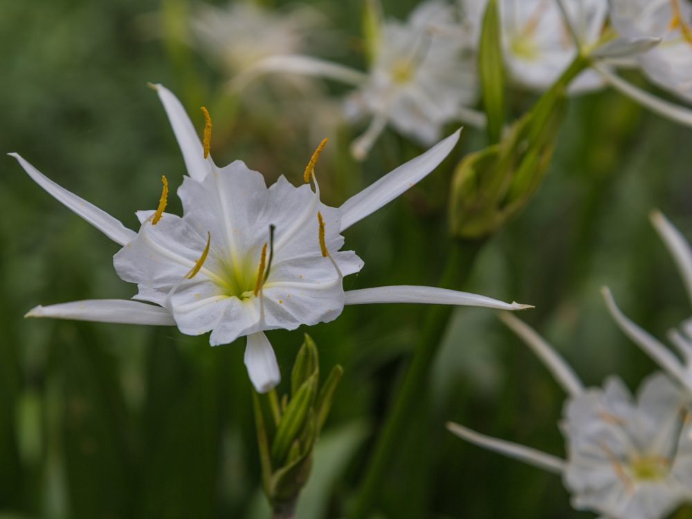 4/29/17 – The Lovely Cahaba Lily | Picture Birmingham