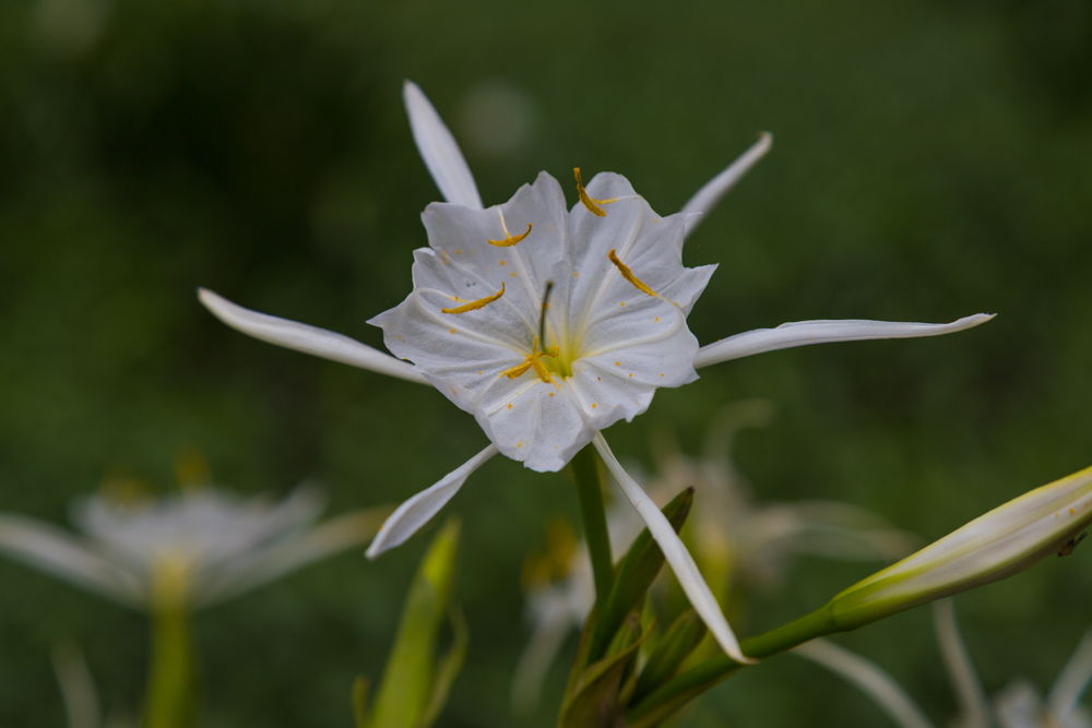 4/29/17 – The Lovely Cahaba Lily | Picture Birmingham
