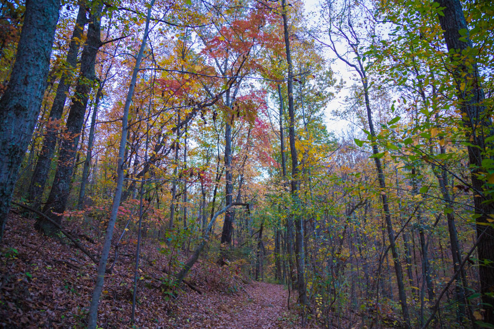 11/20/17 – Fall Trails at Ruffner Mountain | Picture Birmingham