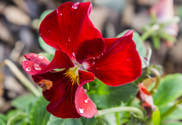 12/18/17 – Sights of Aldridge Gardens | Picture Birmingham