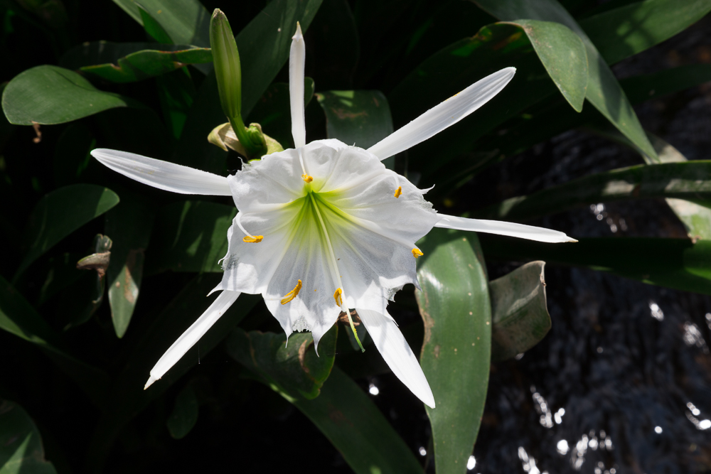 5/24/18 – The Magic of Cahaba Lilies (Click for many more) | Picture ...