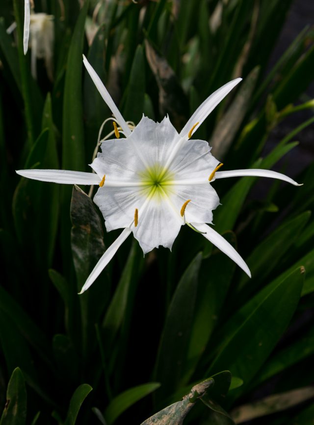5/24/18 – The Magic of Cahaba Lilies (Click for many more) | Picture ...