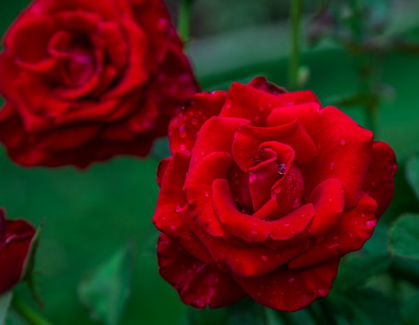 5/29/18 – The Gorgeous Roses of Birmingham Botanical Gardens (Click for ...