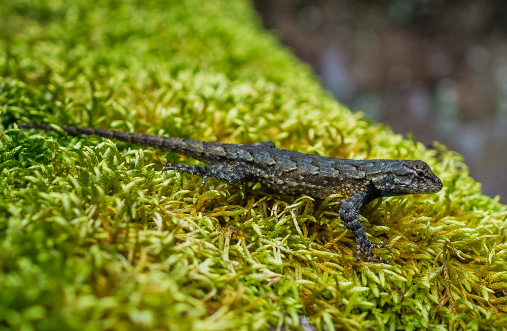 6/13/18 – Eastern Fence Lizard of Red Mountain Park | Picture Birmingham