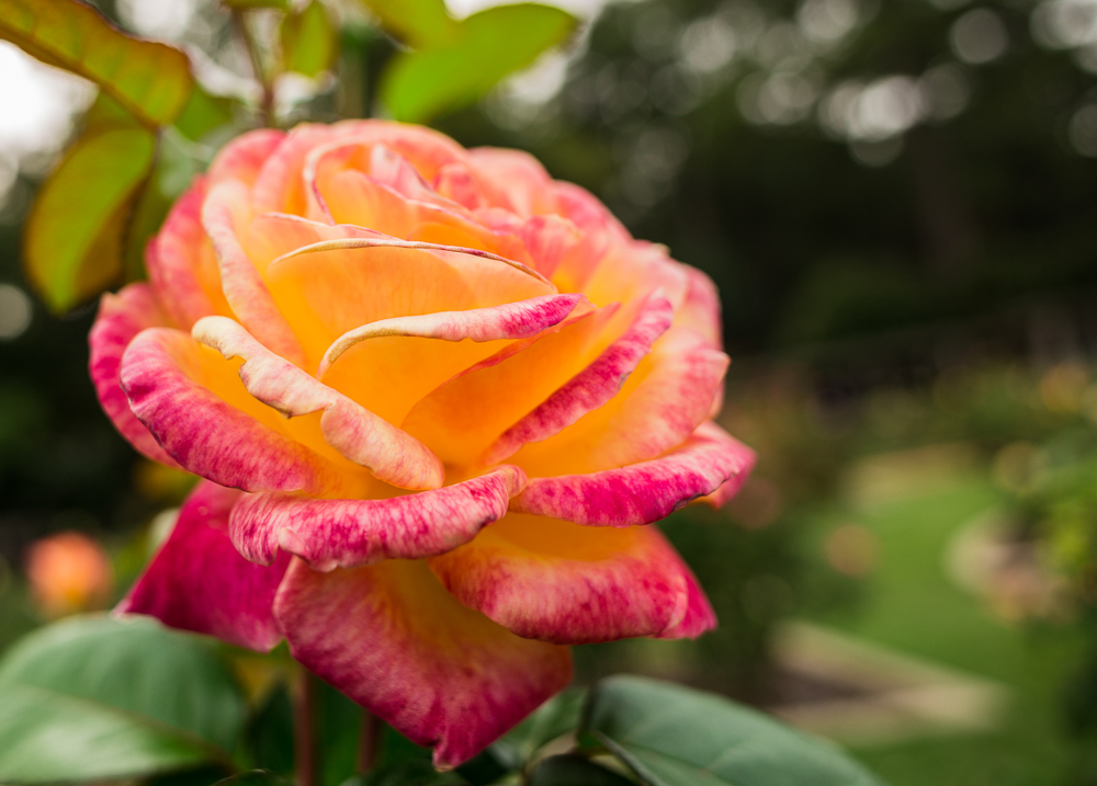 10/23/18 – A Dozen Dramatic Roses from The Birmingham Botanical Gardens ...