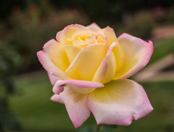 10/23/18 – A Dozen Dramatic Roses from The Birmingham Botanical Gardens ...