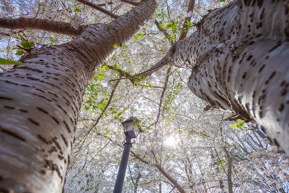 3/18/19 – Japanese Cherry Trees and the Lamppost to Narnia | Picture ...