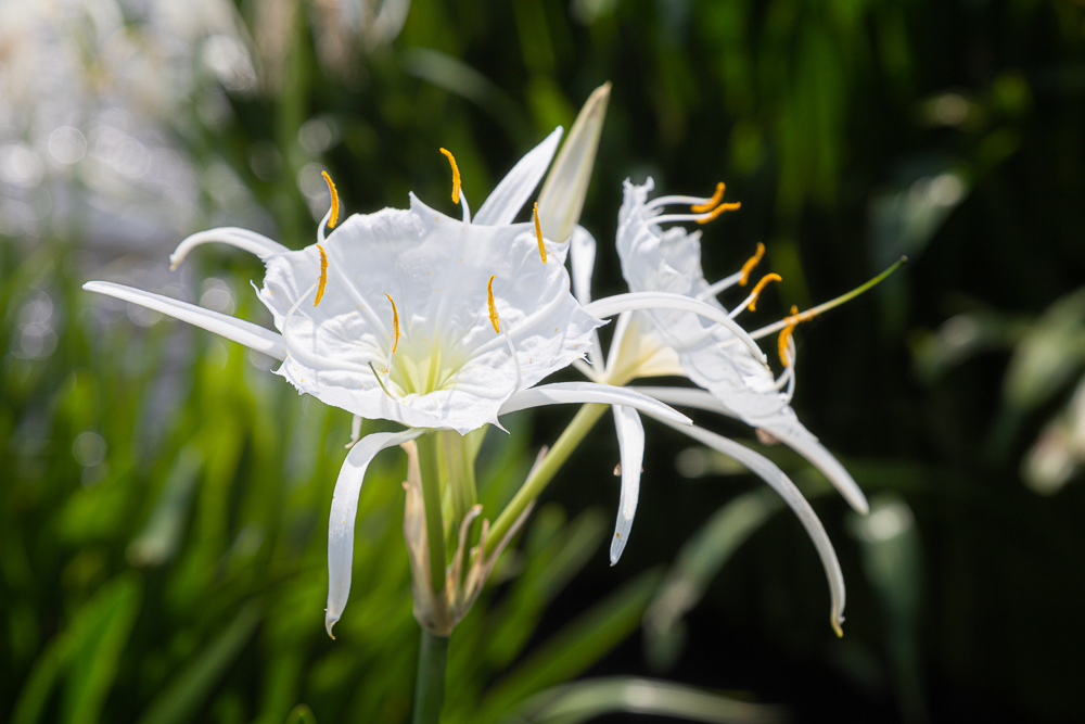 5/24/19 – Cahaba Lilies (Click for More) | Picture Birmingham