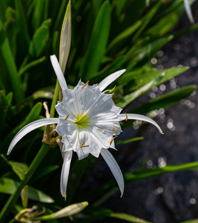 5/24/19 – Cahaba Lilies (Click for More) | Picture Birmingham