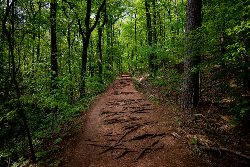 4/6/20 – The Magic of Trails at Red Mountain Park | Picture Birmingham