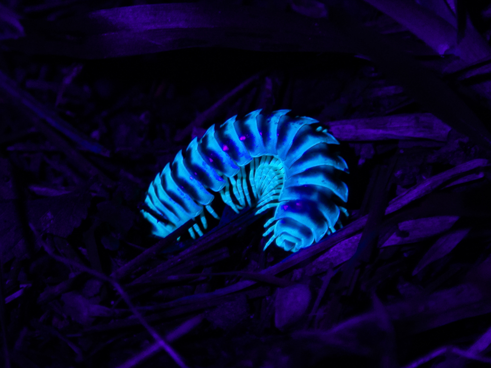7/2/20 – Glow Worms at Oak Mountain | Picture Birmingham